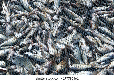 2,343 Full fishing nets Images, Stock Photos & Vectors | Shutterstock