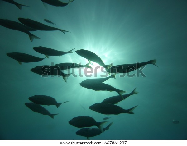 Fish Ocean Light Stock Photo 667861297 | Shutterstock