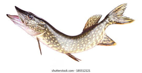 247 Macro photo pike_fish Images, Stock Photos & Vectors | Shutterstock