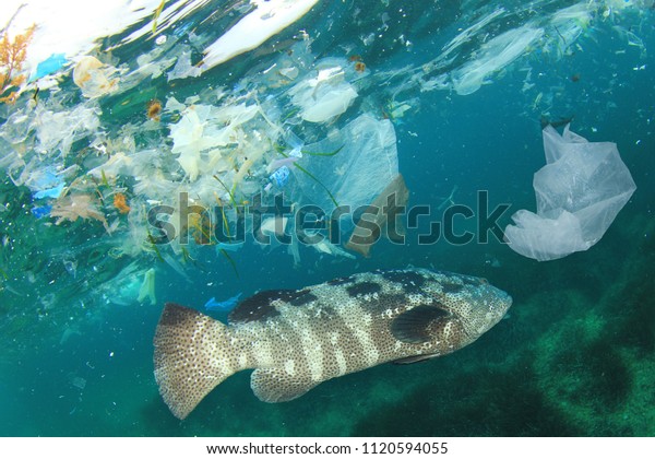 Fish Plastic Pollution Sea Microplastics Contaminate Stock Photo ...