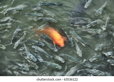 Fish Pool Stock Photo 63536122 | Shutterstock