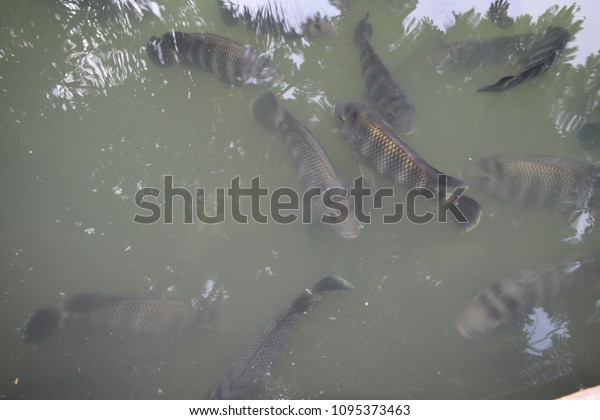Fish Pool Backgrounds Stock Photo 1095373463 | Shutterstock
