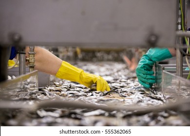 Fish Processing On Assembly Line Stock Photo (Edit Now) 555362134