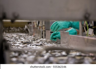 Fish Processing On Assembly Line Stock Photo (Edit Now) 555362134