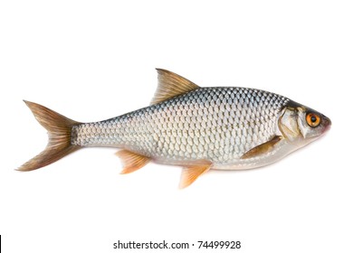 12,264 Roach fish Images, Stock Photos & Vectors | Shutterstock