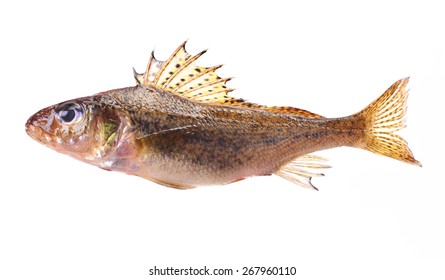 1,545 imágenes de Ruff fish - Imágenes, fotos y vectores de stock ...