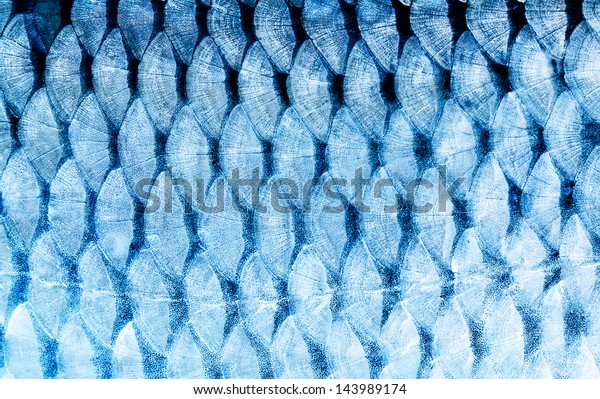 Fish Scale Close Stock Photo (Edit Now) 143989174