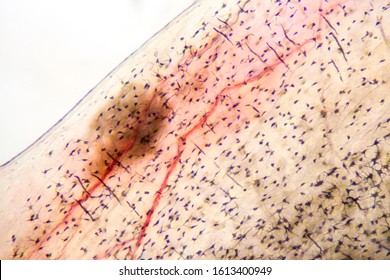 98 Cycloid scale Images, Stock Photos & Vectors | Shutterstock