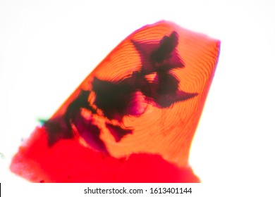 98 Cycloid scale Images, Stock Photos & Vectors | Shutterstock