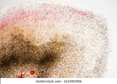 Fish Scale Fixed On Microscope Slide Stock Photo 1613401906 | Shutterstock