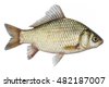 40+ Thousand Fish Side View Royalty-Free Images, Stock Photos ...