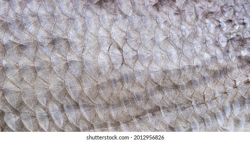 195 Real fish scale pattern Images, Stock Photos & Vectors | Shutterstock