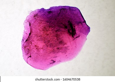 Prosthogonimus Macrorchis库存照片520261951 | Shutterstock