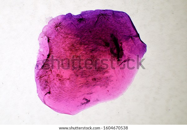 Fish Scale Under Microscope Stock Photo 1604670538 | Shutterstock