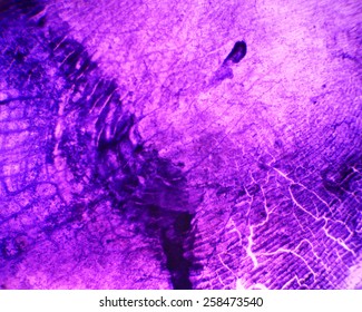Fish Scales Under Microscope Background 40x Stock Photo 258473540 ...