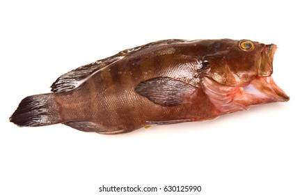 Fish Sharp Teeth On White Stock Photo 630125990 | Shutterstock