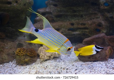 119 Indian Thread Fish Images, Stock Photos & Vectors | Shutterstock