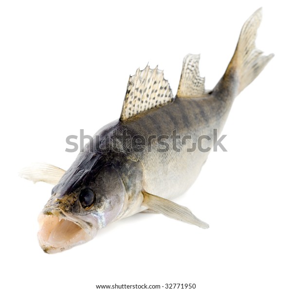 Fish Walleye Stock Photo 32771950 | Shutterstock