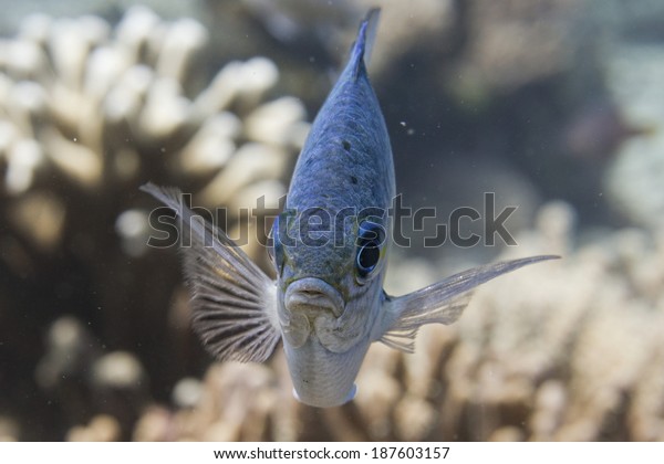 Fish While Looking You On While Stock Photo 187603157 | Shutterstock