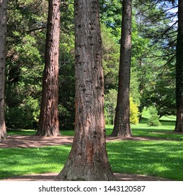232 False Cedar Images, Stock Photos & Vectors | Shutterstock