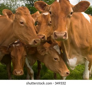 Five Crowded Cows Heads Stock Photo 349332 | Shutterstock