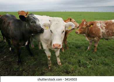 Five Friendly Cows Stock Photo 3414503 | Shutterstock