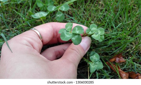 Five Leaf Clover Stock Photo 1306030285 | Shutterstock