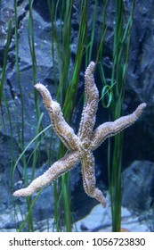 263 Starfish 5 legged Images, Stock Photos & Vectors | Shutterstock