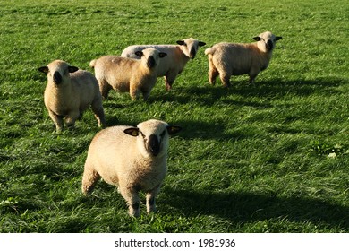 1,495 Five sheep Images, Stock Photos & Vectors | Shutterstock