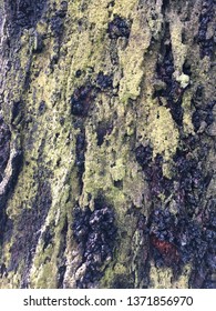 Flaking Bubbling Segment Bark On White ภาพสต็อก 1371856970 | Shutterstock