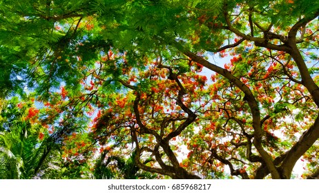 Flamboyan Tree Stock Photo 685968217 | Shutterstock