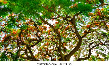 Flamboyan Tree Stock Photo 685968223 | Shutterstock