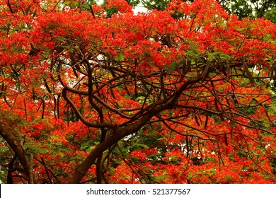 Flamboyant Stock Photo 521377567 | Shutterstock