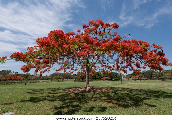 Un flamboyant en fleurs rouges dans : photo de stock (modifiable) 239520256