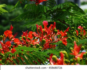 Flame Tree Stock Photo 458680726 | Shutterstock