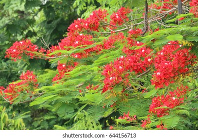 Flame Tree Stock Photo 644156713 | Shutterstock