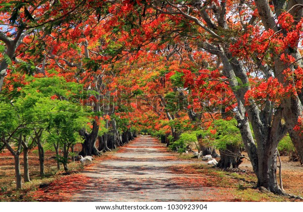 139 Flame Tree Avenue Images, Stock Photos & Vectors | Shutterstock