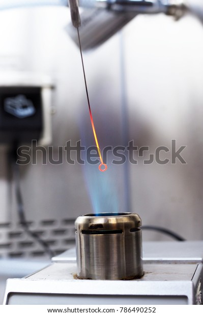 Flaming Loop Wire Aseptic Technique Microorganism ภาพสต็อก 786490252 ...