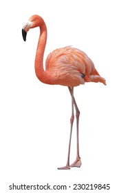 Flamingo Stock Photos, Images & Photography | Shutterstock