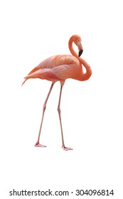 Copper Flamingo Vector Illustration Isolated On Stock Vector (Royalty ...