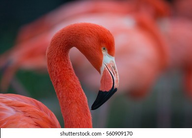 Flamingo Stock Photo 560909170 | Shutterstock