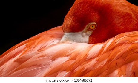 Flamingo Looking Camera While Covering Face Stock Photo 1364686592 ...