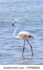Flamingo Ocean Stock Photo 379000000 | Shutterstock