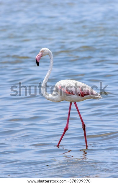 Flamingo Ocean Stock Photo 378999970 | Shutterstock