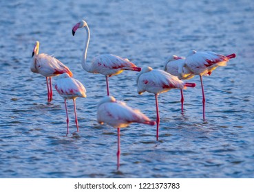 Pink Flamingos During Brilliant Sunset Stock Photo 1060482575 ...