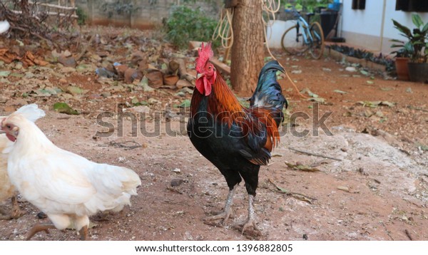 Flapping Chicken Will Cry Stock Photo 1396882805 | Shutterstock