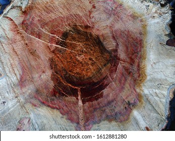 471 Acacia Tree Stump Images, Stock Photos & Vectors | Shutterstock