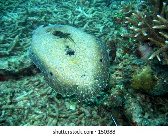 Flat Fish Stock Photo 150388 | Shutterstock
