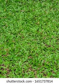 Flat Grass Background Grass Textures Stock Photo 1651737814 | Shutterstock