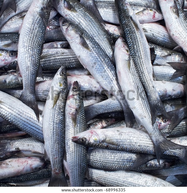 Flat Head Mullets Fish Natural Background Stock Photo 68996335 ...
